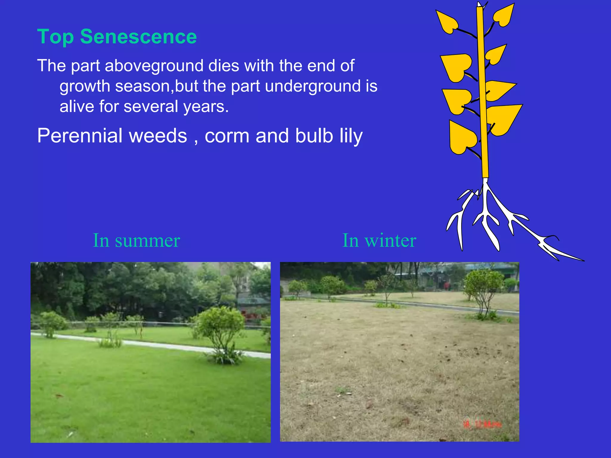 Ageing and senescence | PPT