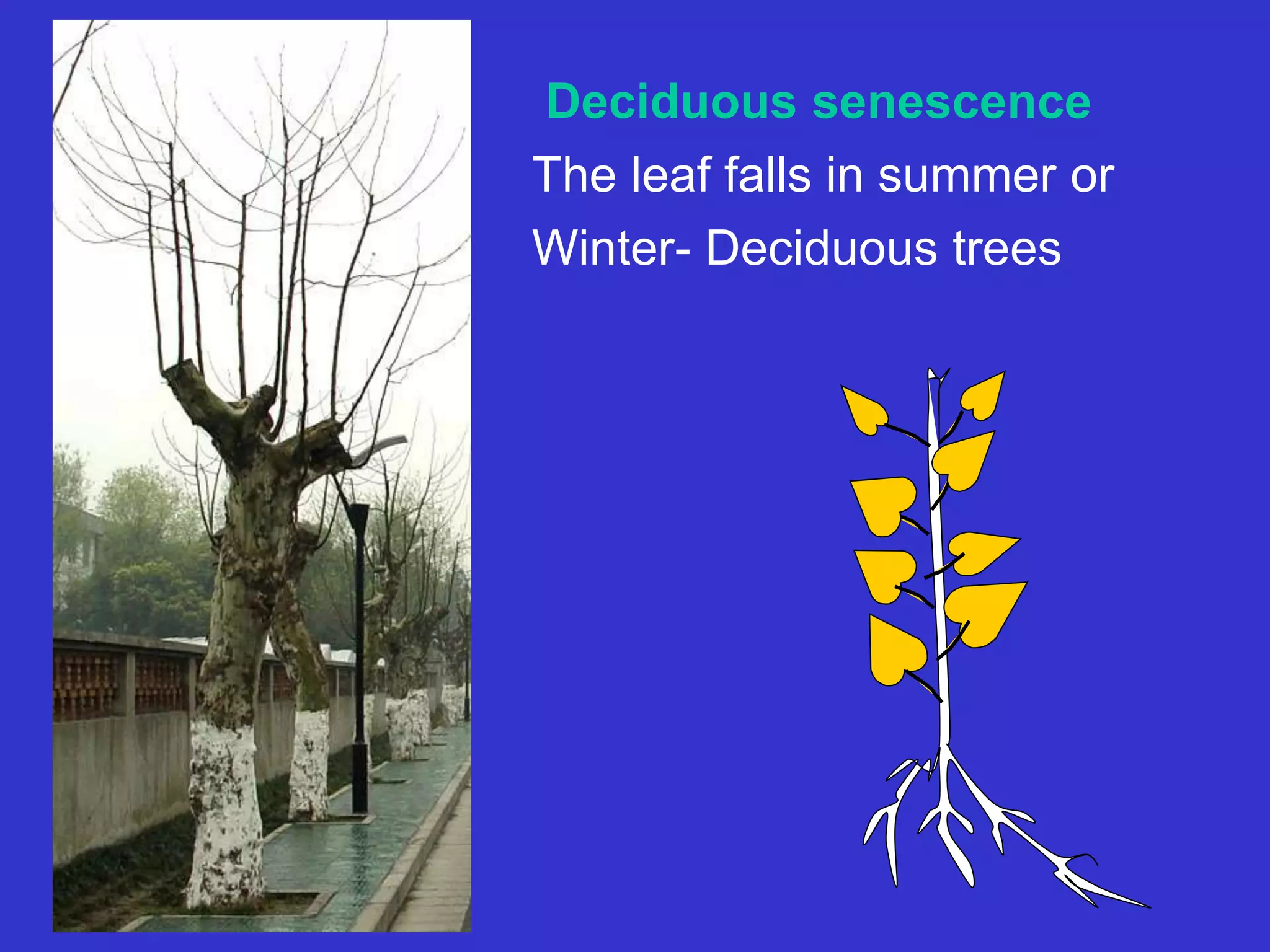 Ageing and senescence | PPT