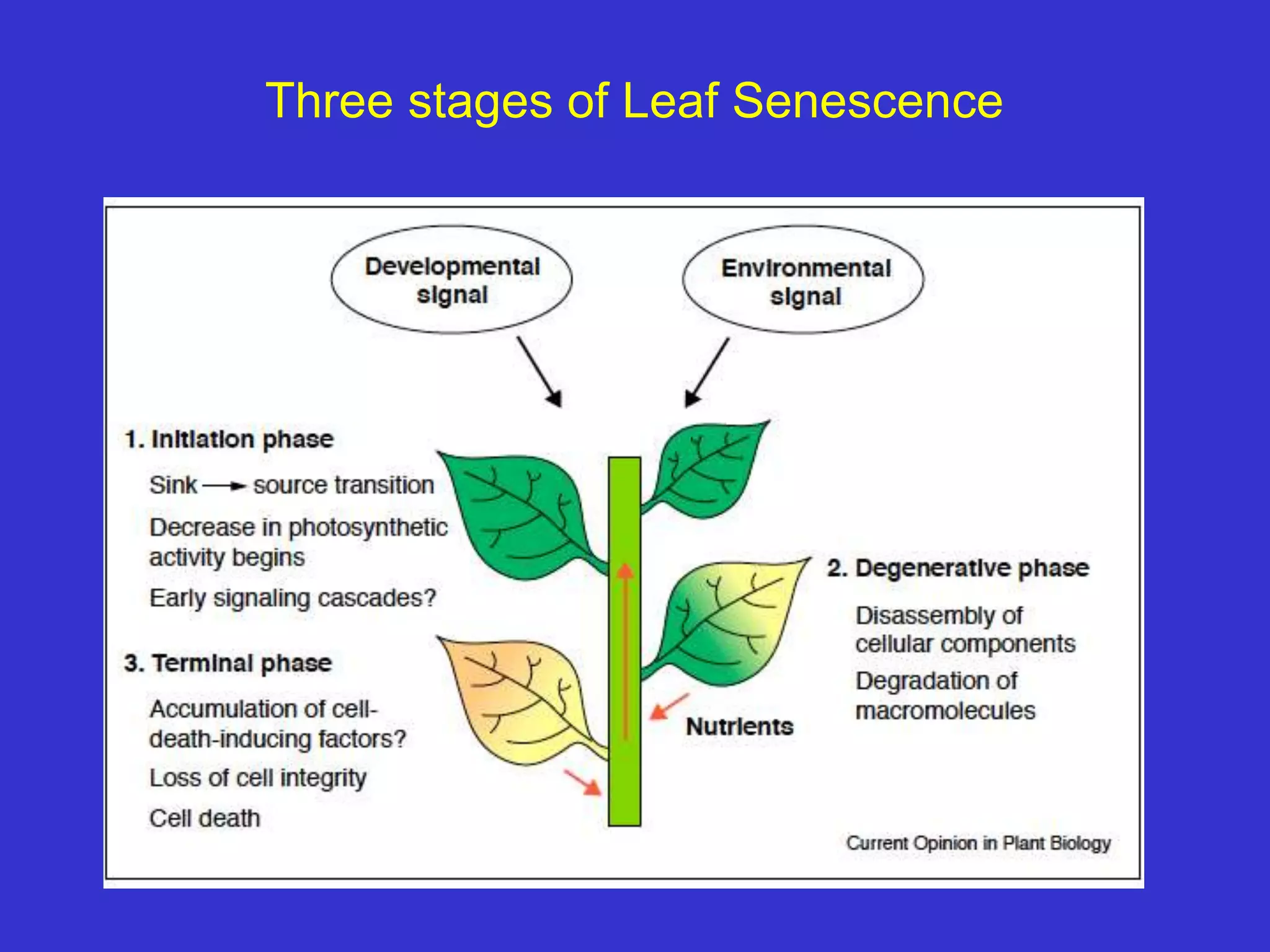 Ageing and senescence | PPT