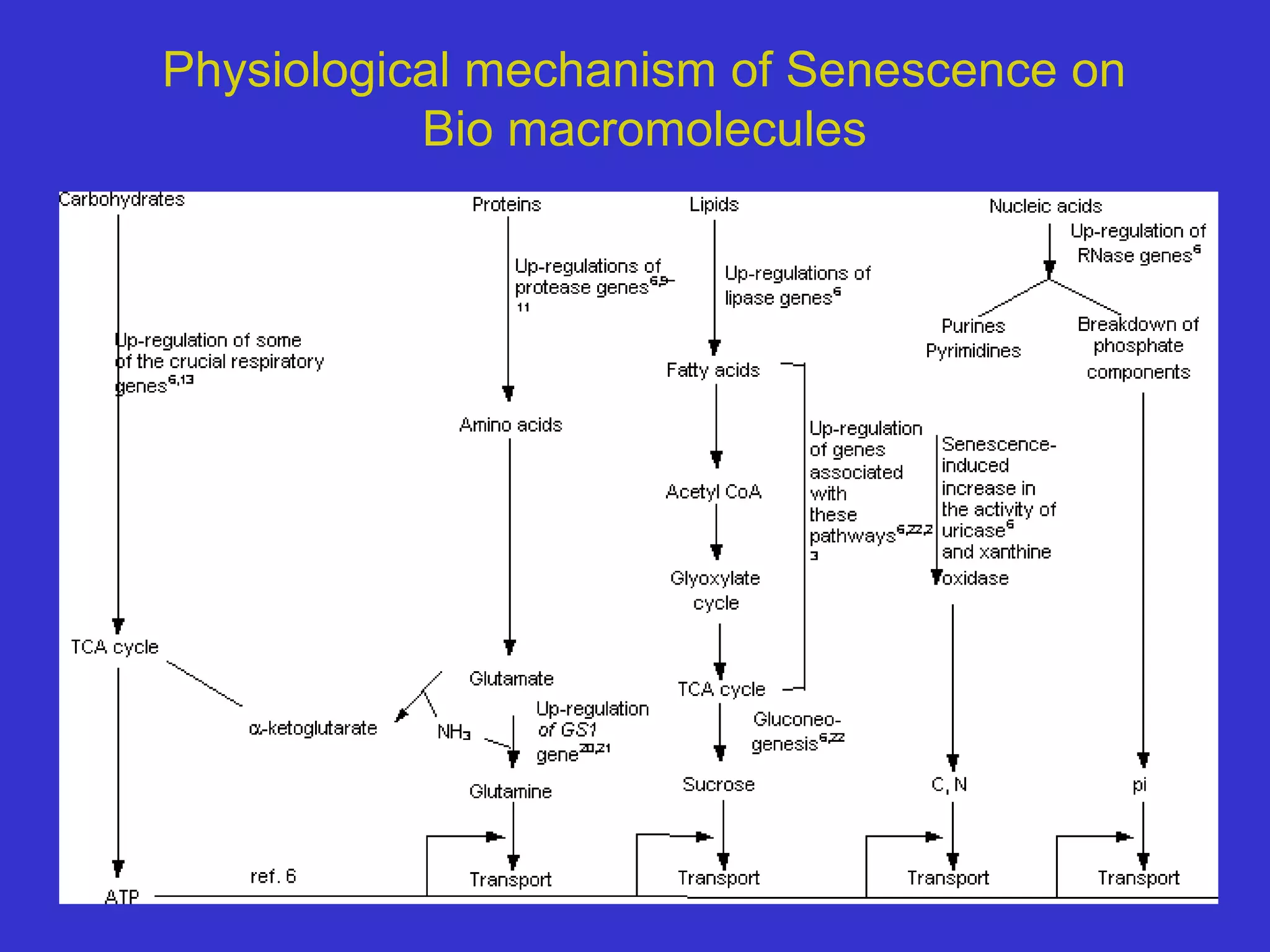 Ageing and senescence | PPT