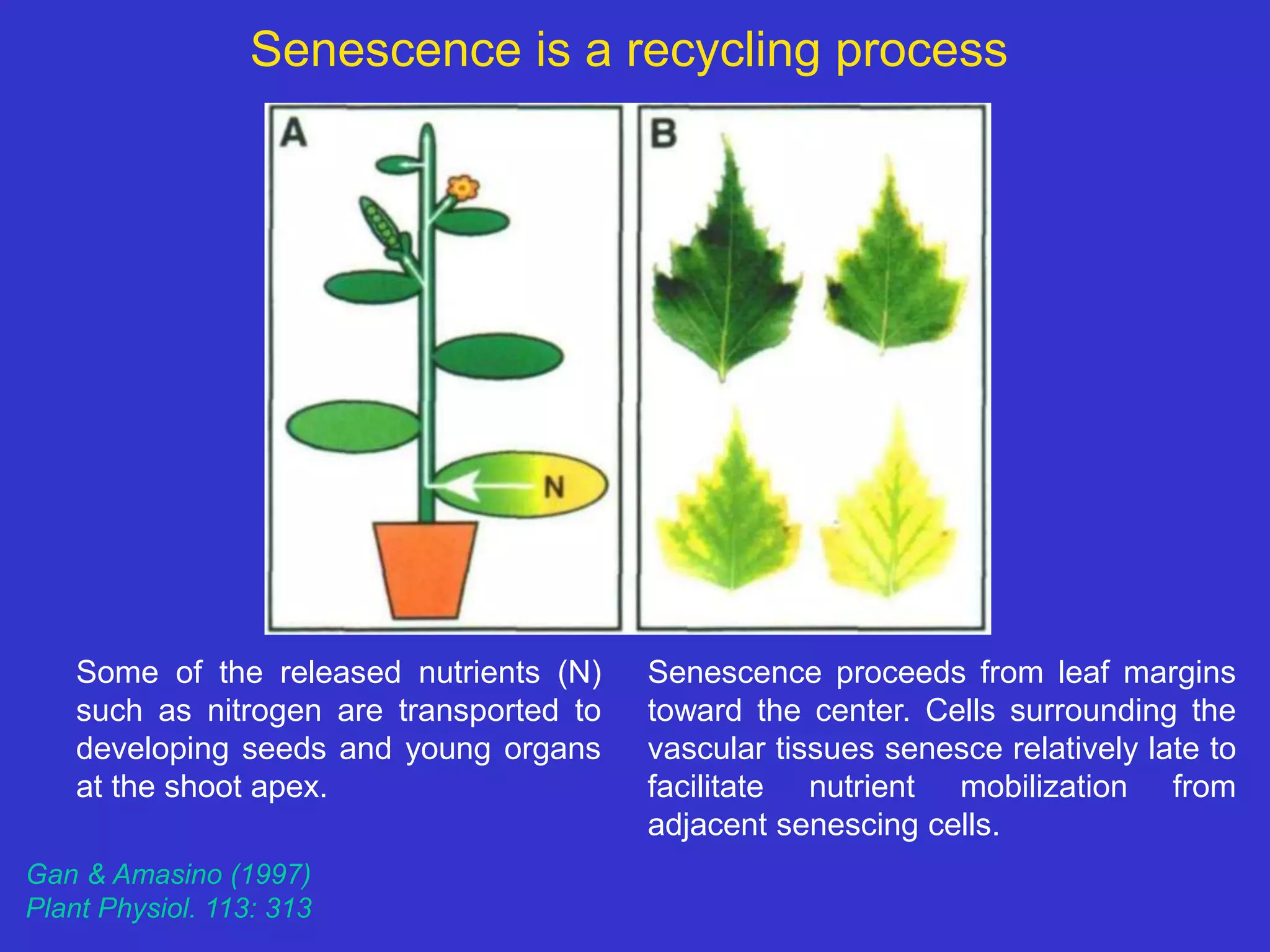 Ageing and senescence | PPT