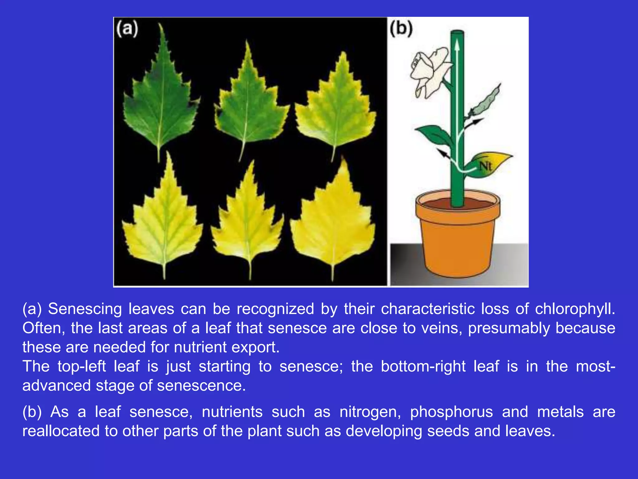 Ageing and senescence | PPT