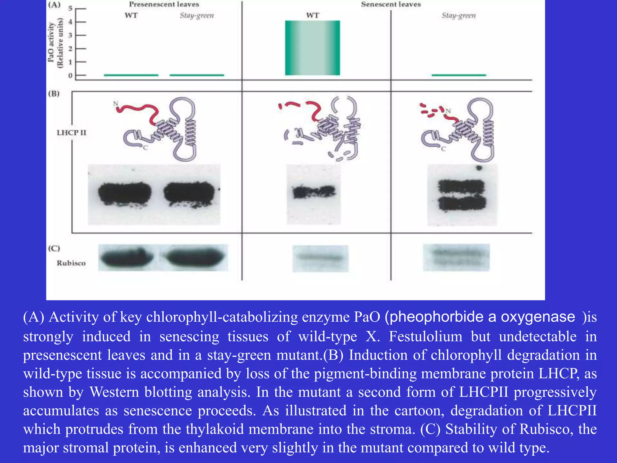 Ageing and senescence | PPT