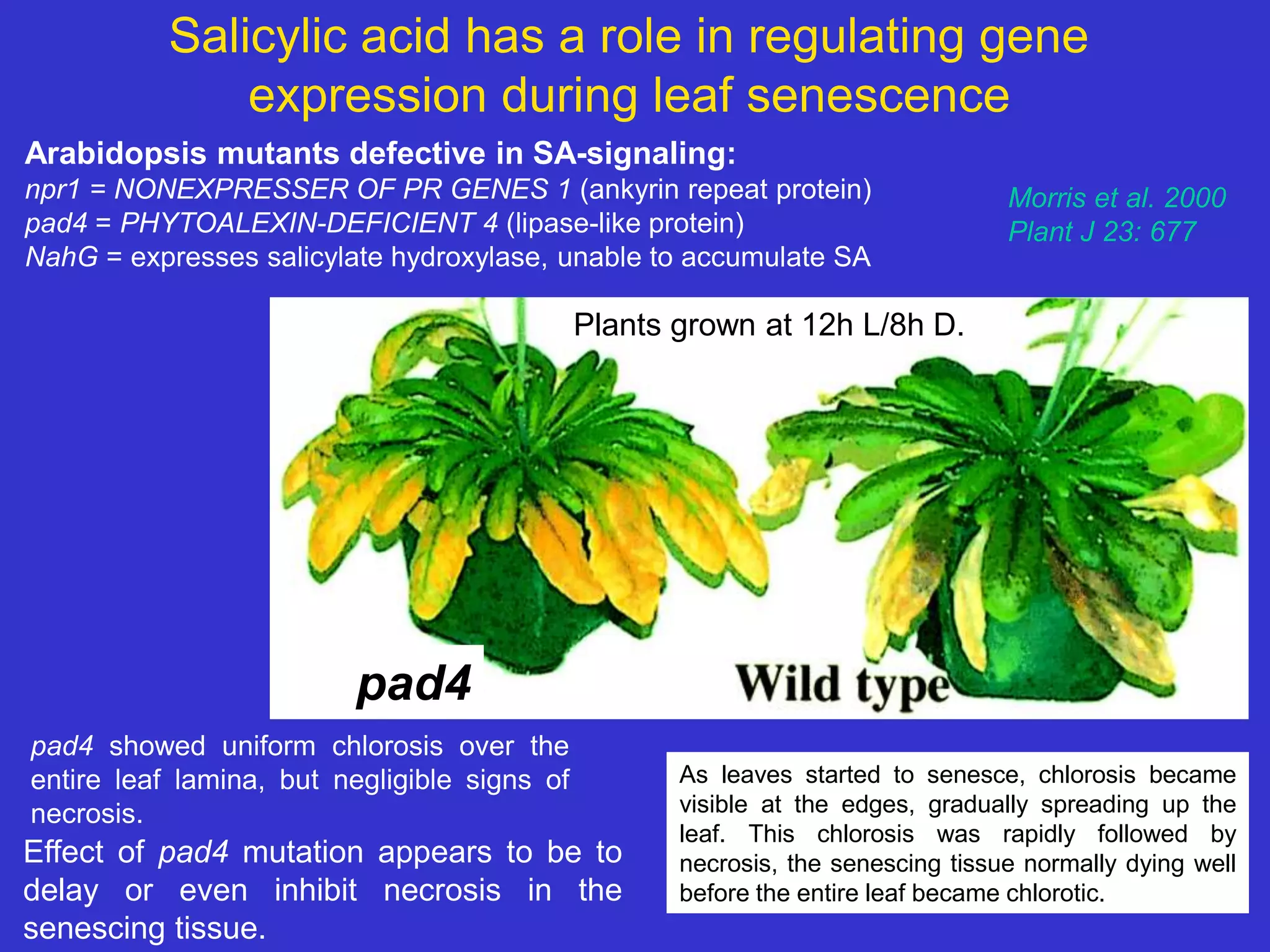 Ageing and senescence | PPT