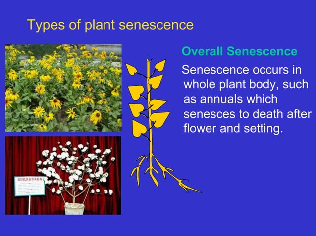 Ageing and senescence | PPT