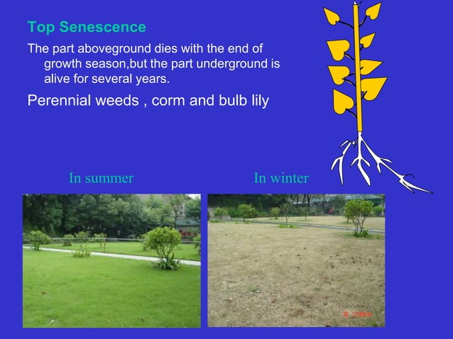 Ageing and senescence | PPT