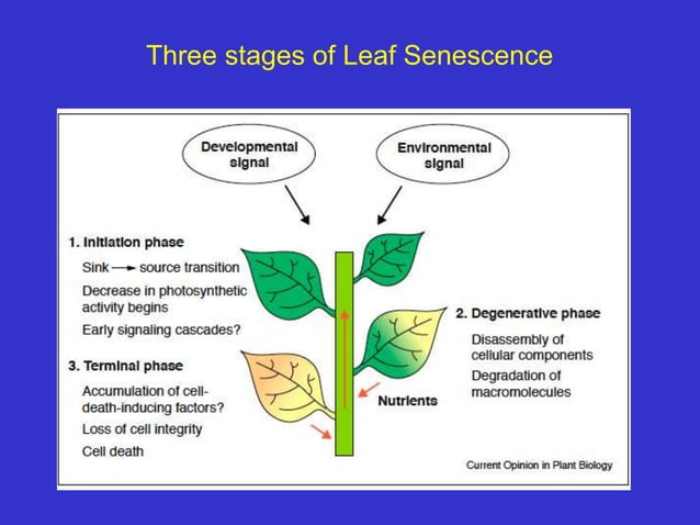 Ageing and senescence | PPT