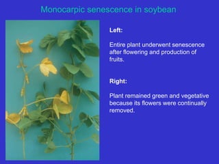 Ageing and senescence | PPT