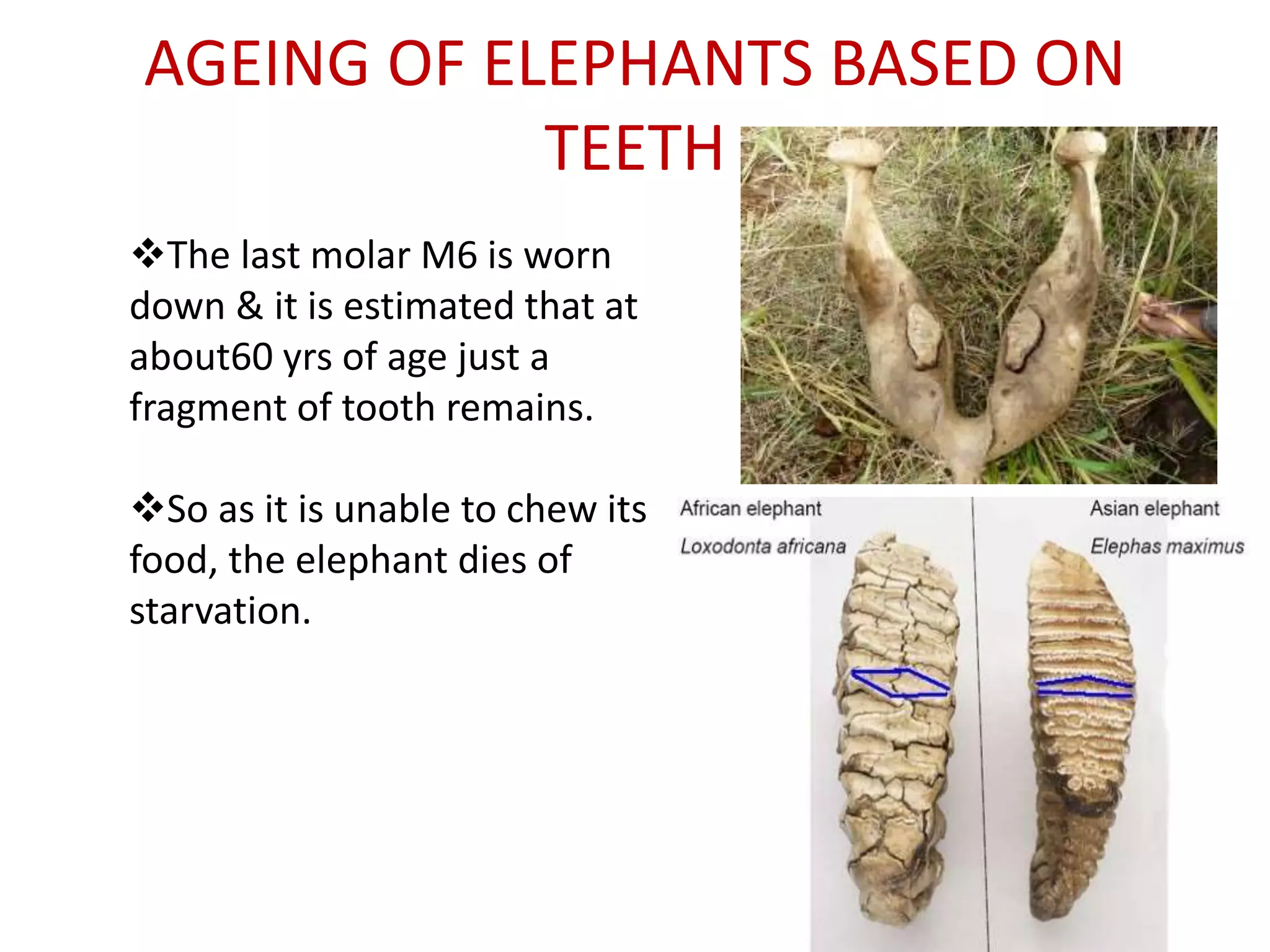 Ageing in elephants | PPTX