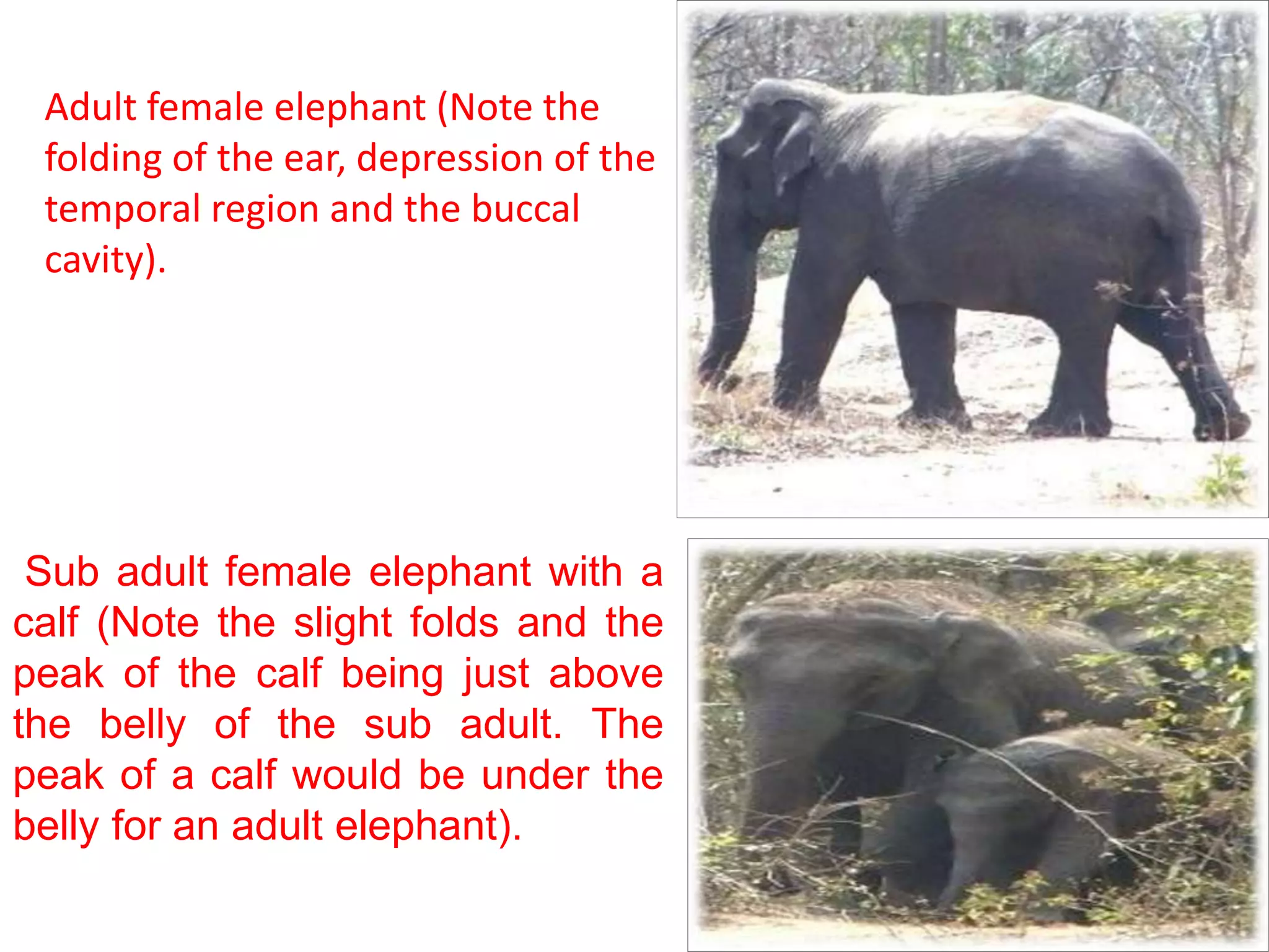 Ageing in elephants | PPTX