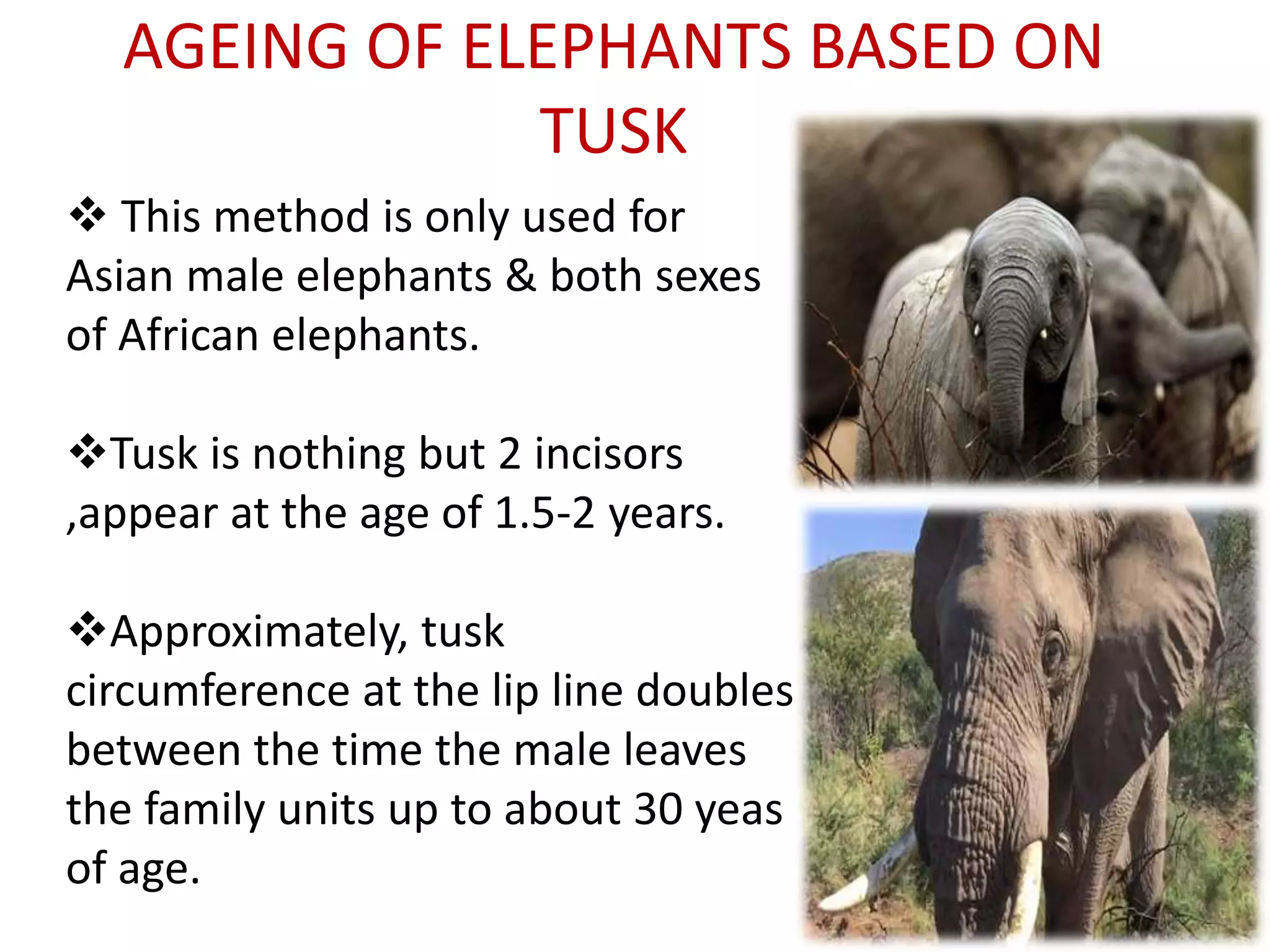 Ageing in elephants | PPTX