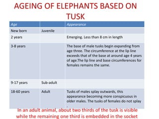 Ageing in elephants | PPTX