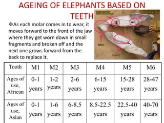Ageing in elephants | PPTX