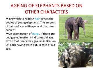 Ageing in elephants | PPTX