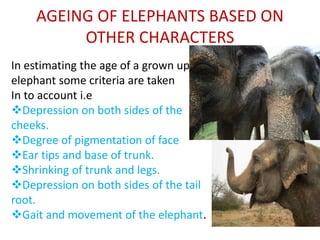 Ageing in elephants | PPTX