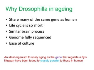 Insects as Model in Aging Research | PPT