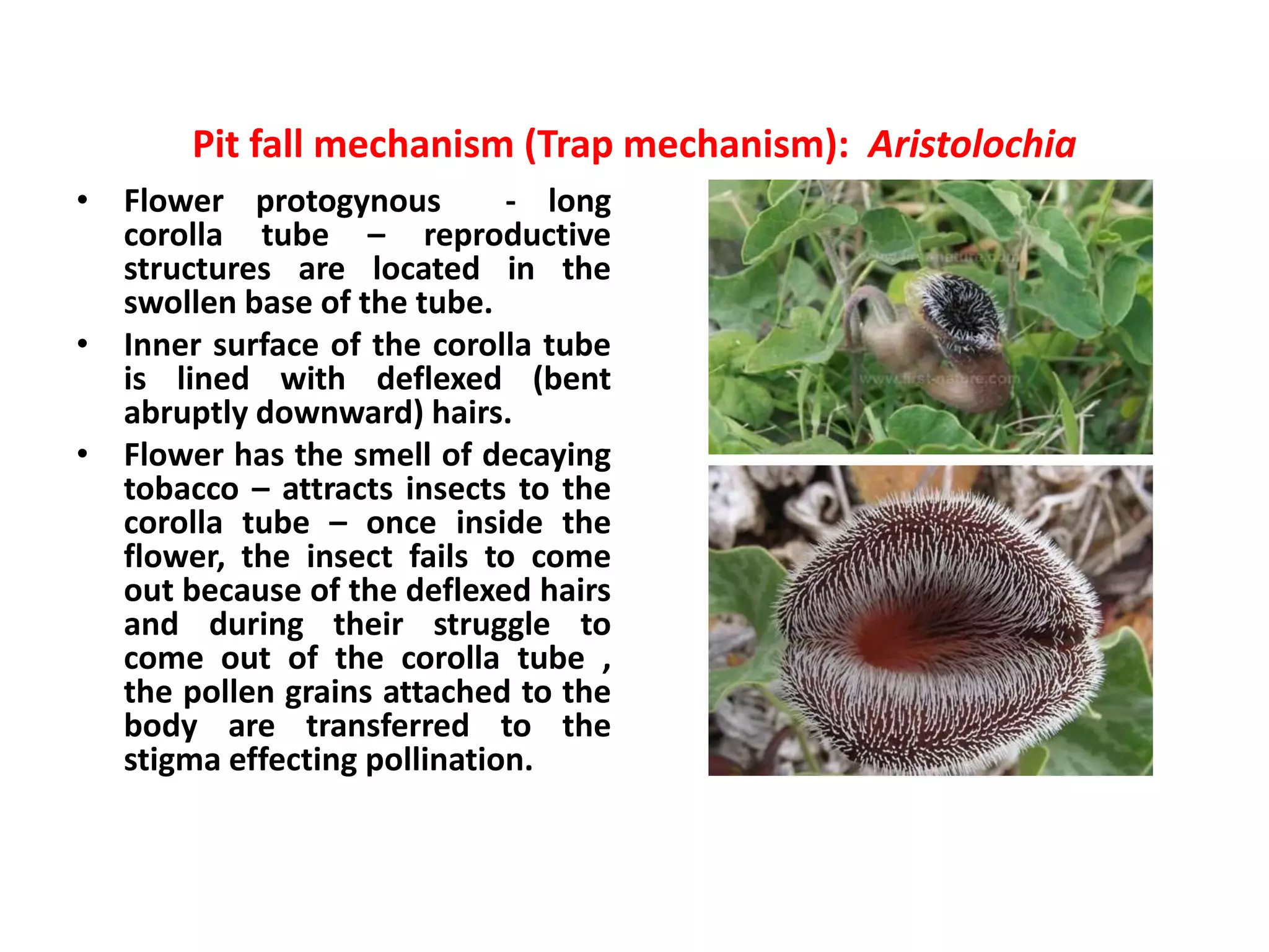 AGENCIES OF POLLINATION SMG | PPTX