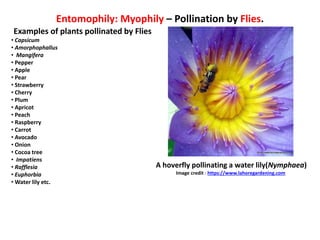 AGENCIES OF POLLINATION SMG | PPTX