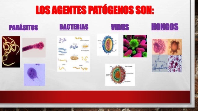 Agentes patógenos
