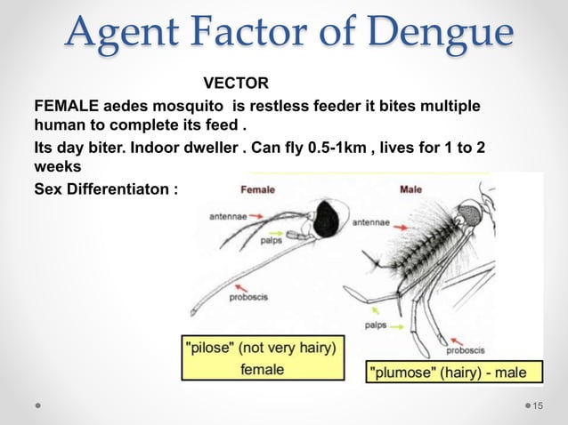 Agent factors of dengue- topic for 15 min pedagogy | PPTX | Infectious ...