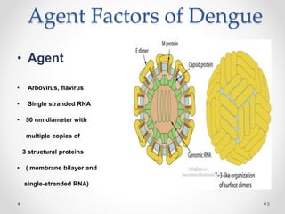 Agent factors of dengue- topic for 15 min pedagogy | PPTX | Infectious ...