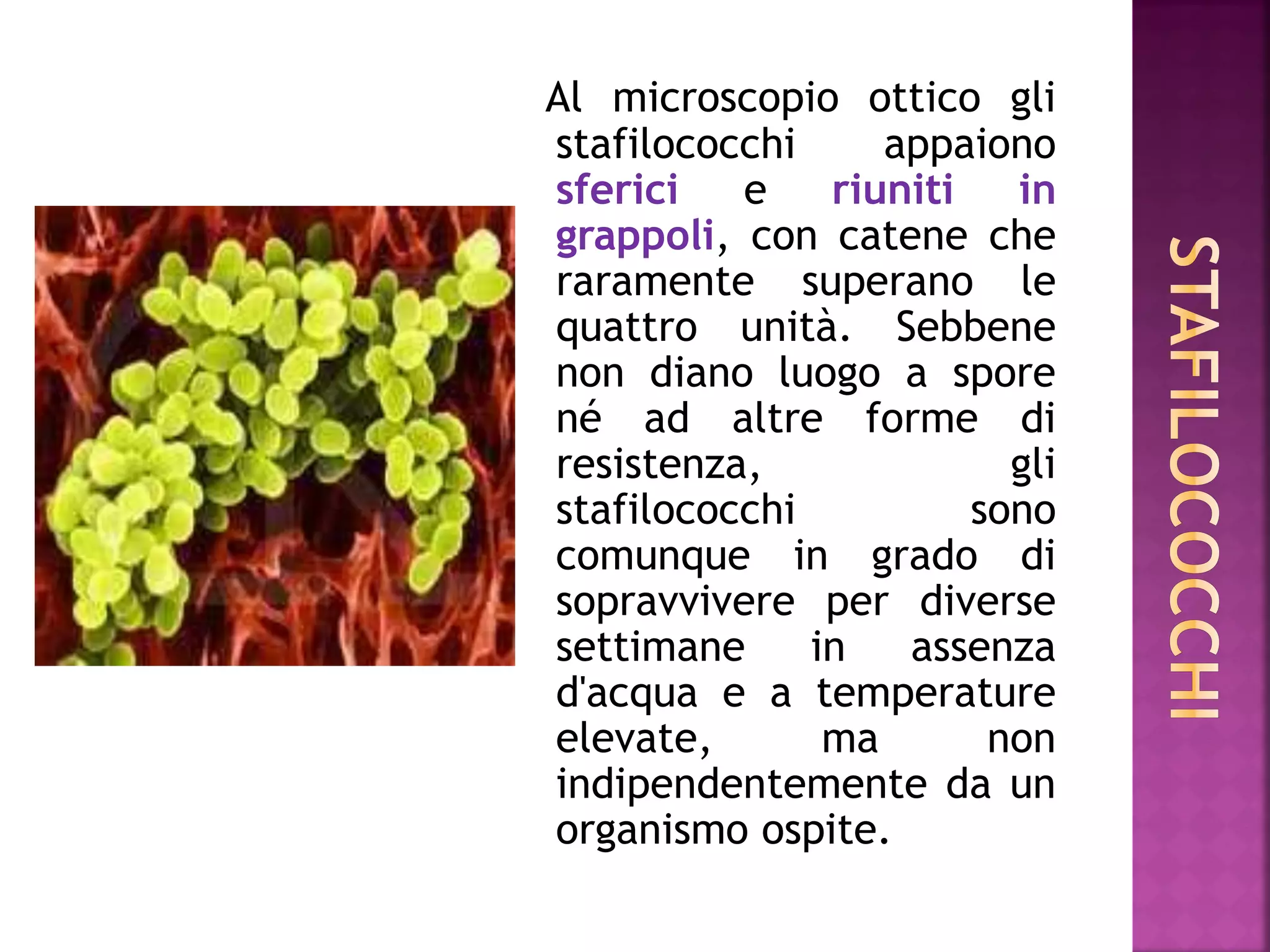 Agenti infettivi piogeni | PPT