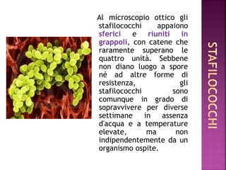 Agenti infettivi piogeni | PPT