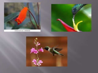 Agents of Pollination, hydrophily, anemophily, cheropetrophily ...