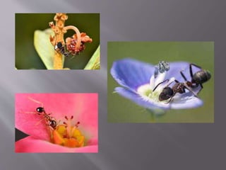 Agents of Pollination, hydrophily, anemophily, cheropetrophily ...