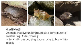 Weathering Of Rocks By Animals