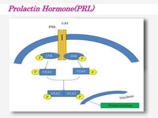 Agents that affect pituitary hormones | PPTX