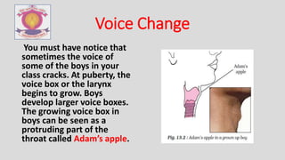 AGE OF ADOLESENCE.pptx................... | PPTX