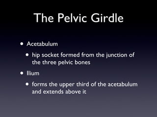 Age of Dinosaurs Lab 2: The Vertebrate Skeleton | PPT
