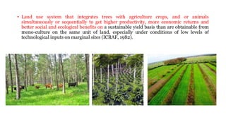 Agroforestry.pptx