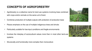 Agroforestry.pptx