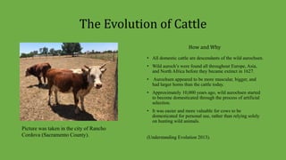 A geological study | PPT