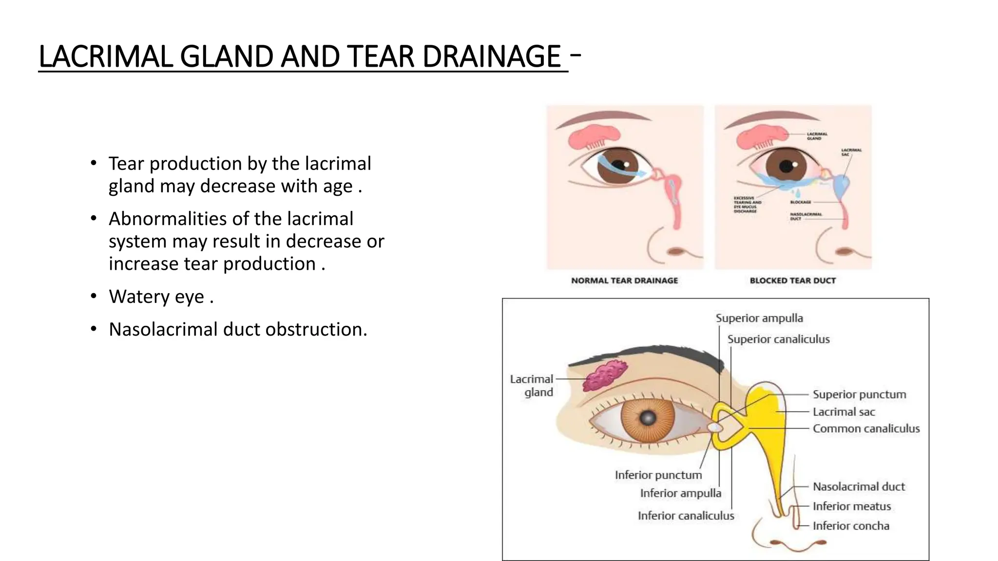 AGE RELATED CHANGES IN EYE(Eyelids, Conjunctiva, cornea, iris, pupil ...
