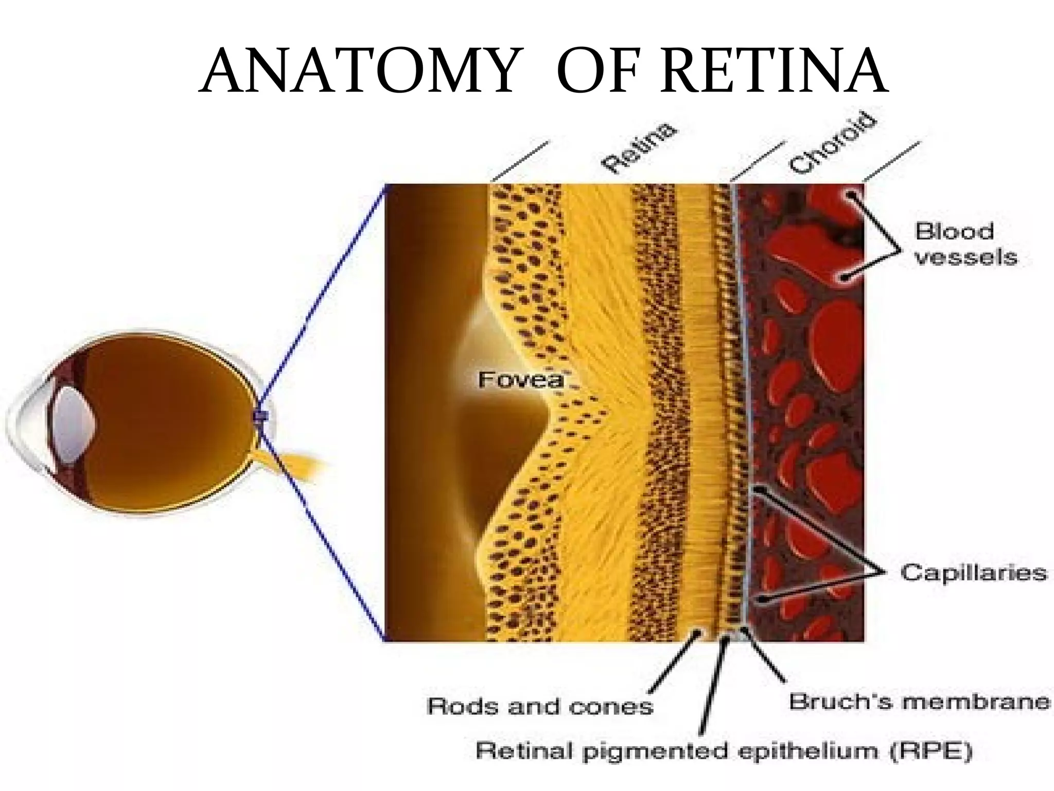Age related macular degeneration from Optometrist Point of View | PPT