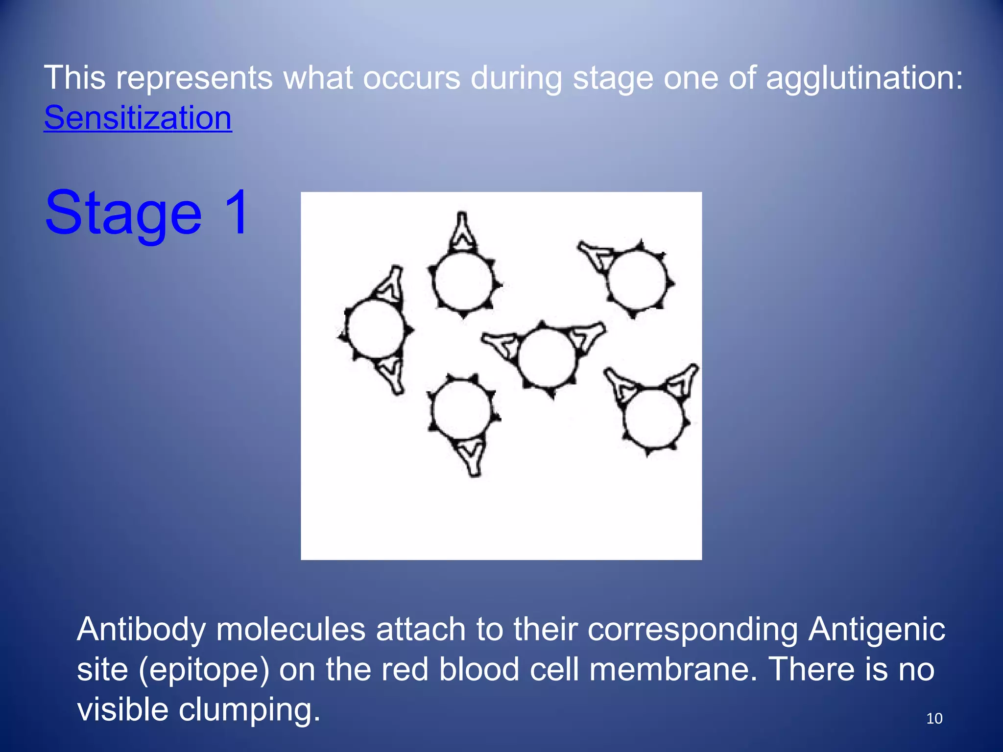 Agglutination | PPT