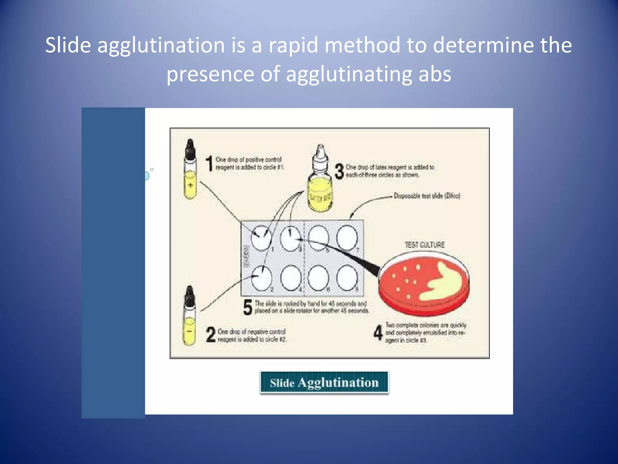 Agglutination | PPT