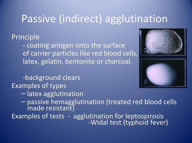 Agglutination | PPT