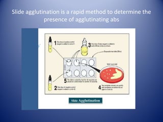 Agglutination Slide