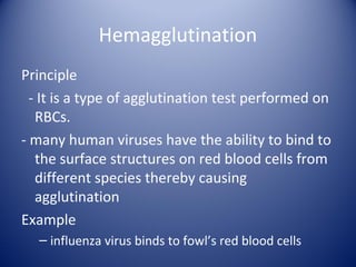 Agglutination Test Microbiology