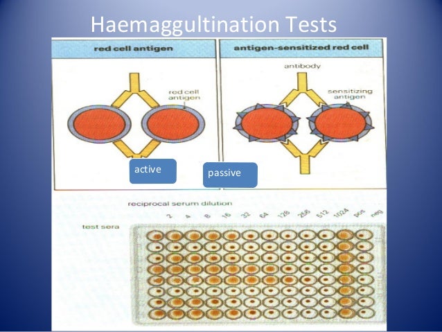 Agglutination