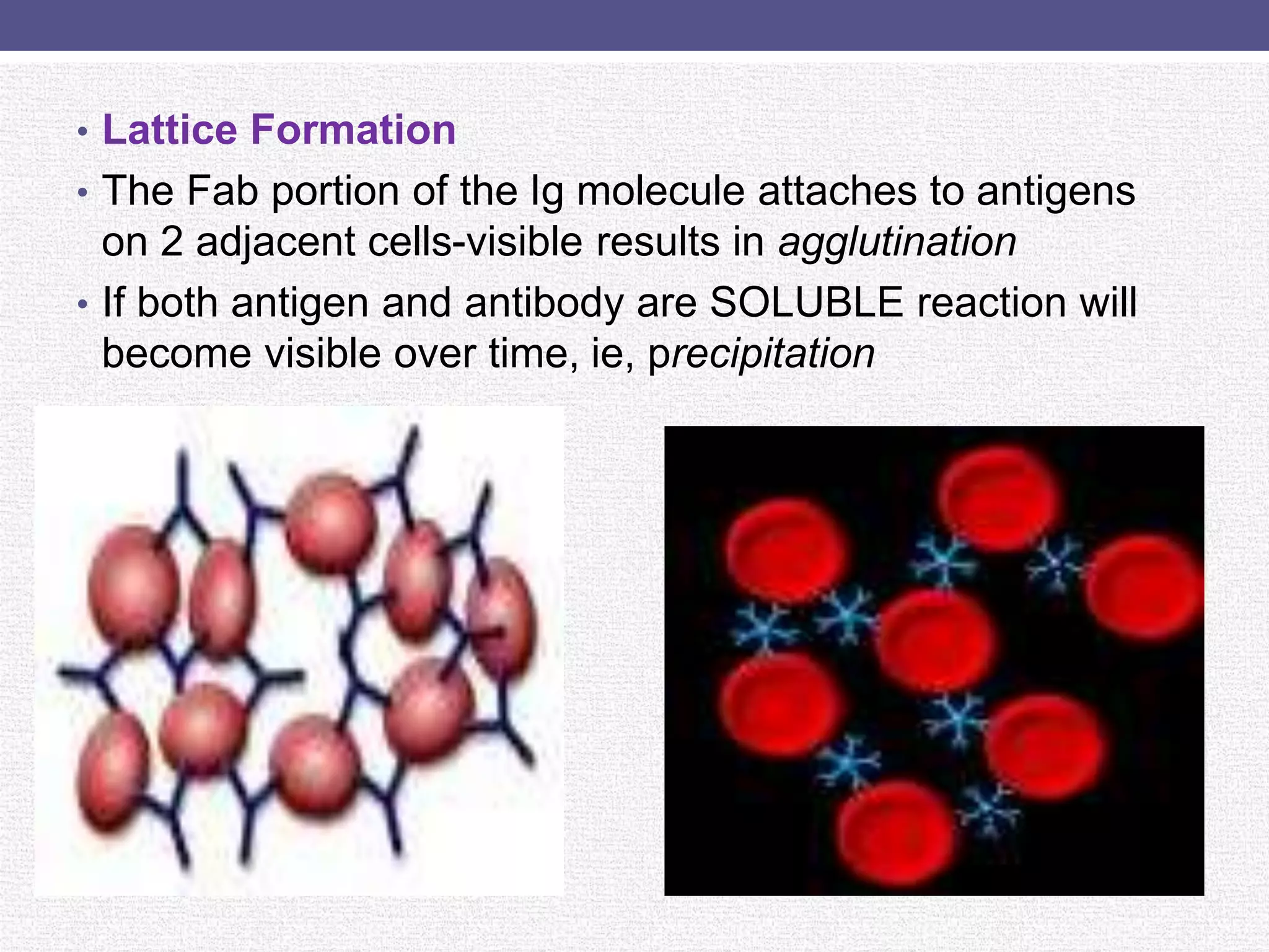 Agglutination | PPTX