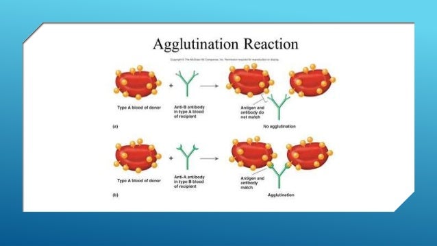 Agglutination