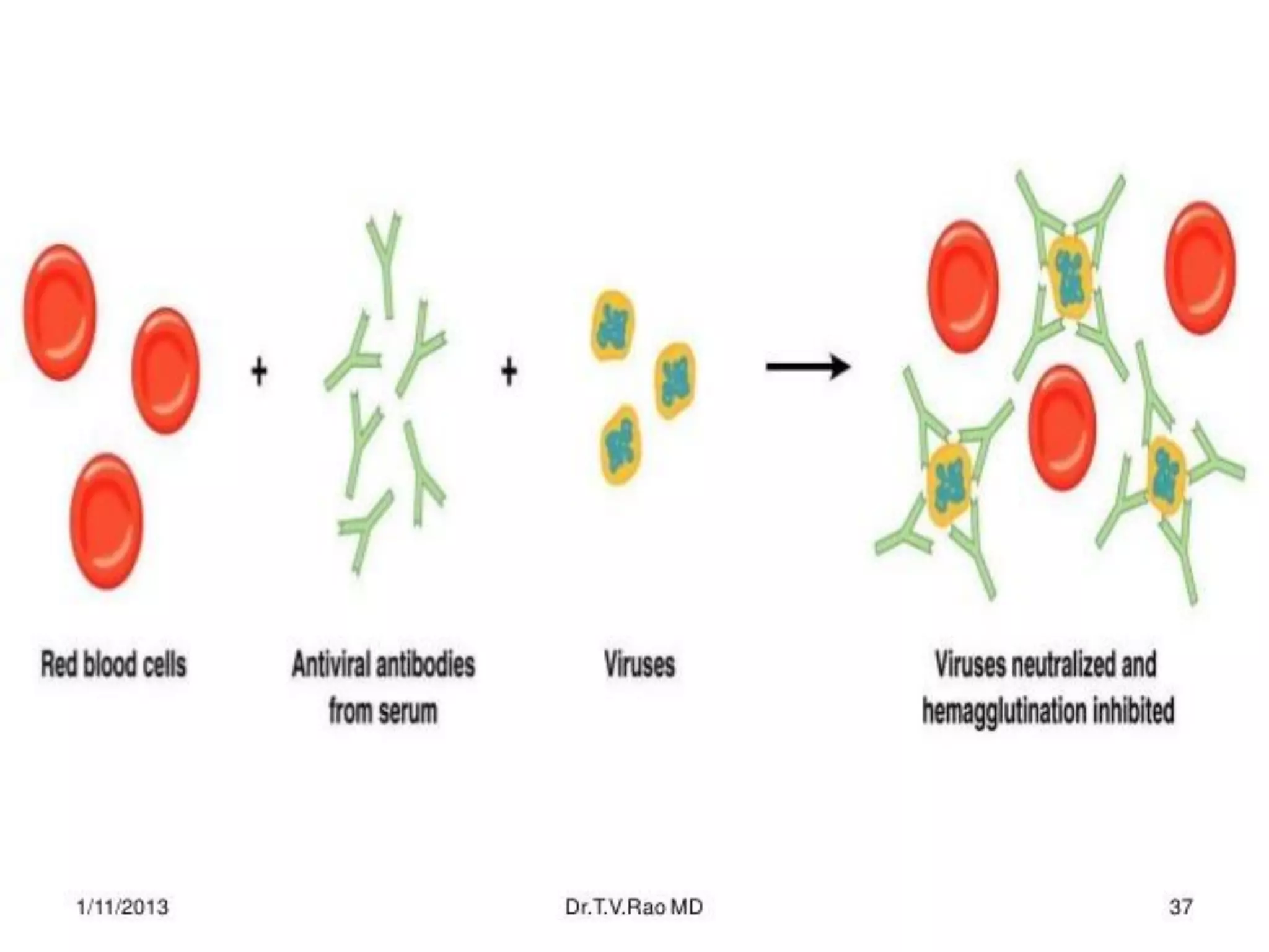 Agglutination | PDF