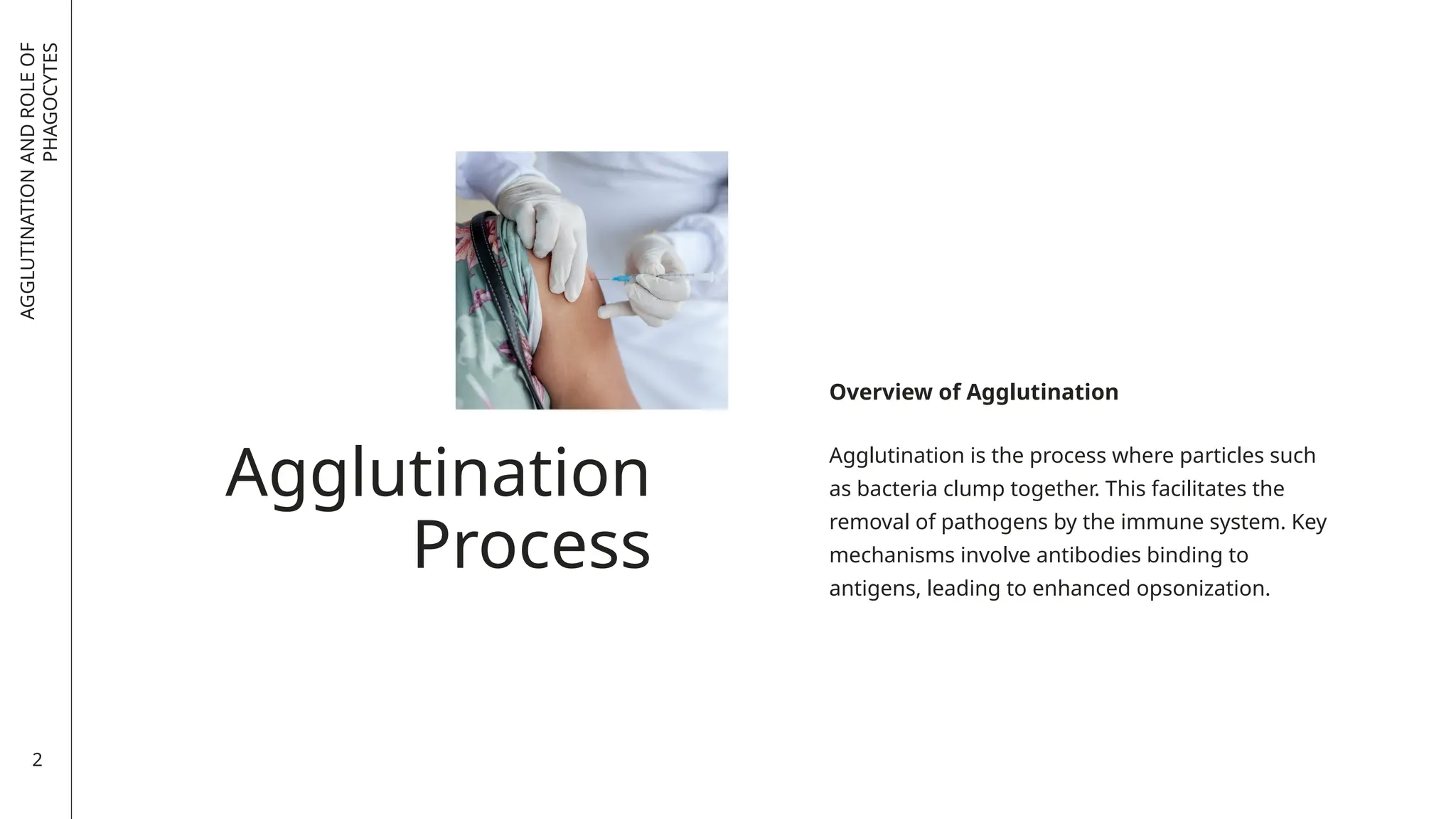Agglutination and the Role of Phagocytes | PPTX