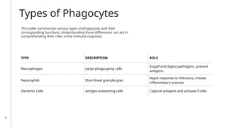 Agglutination and the Role of Phagocytes | PPT