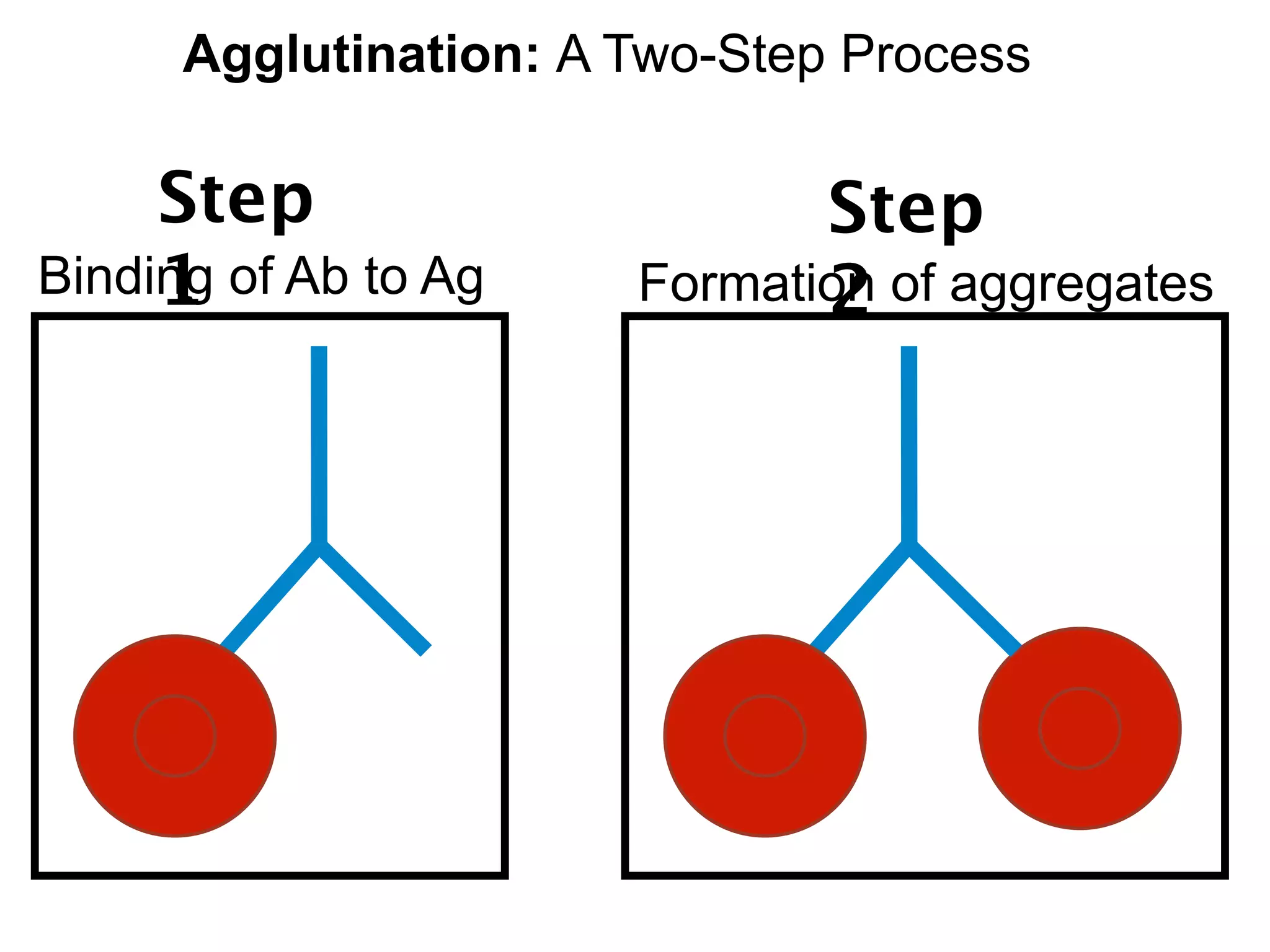 Agglutination lecture | KEY